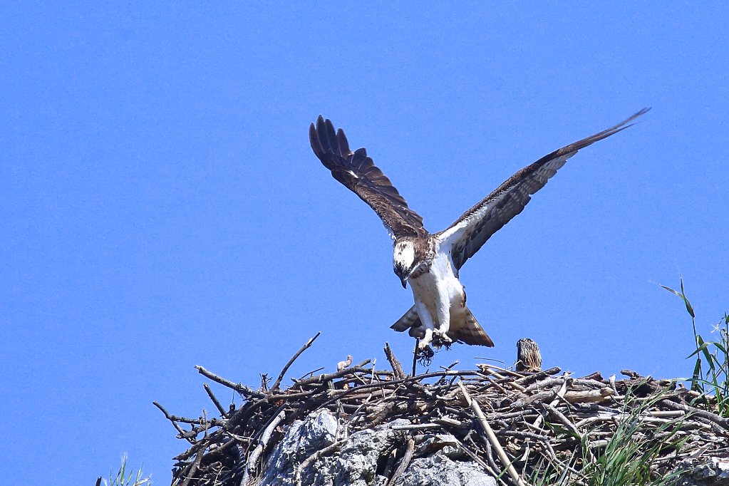 ミサゴ（鶚）_1