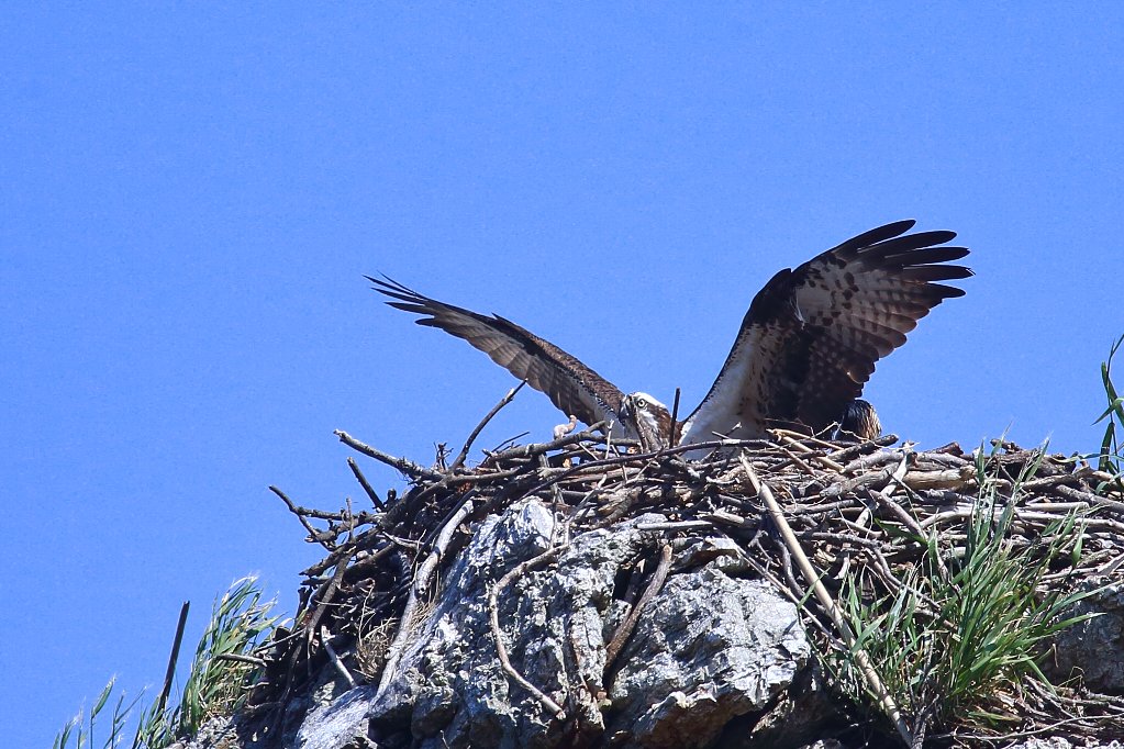 ミサゴ（鶚）_1